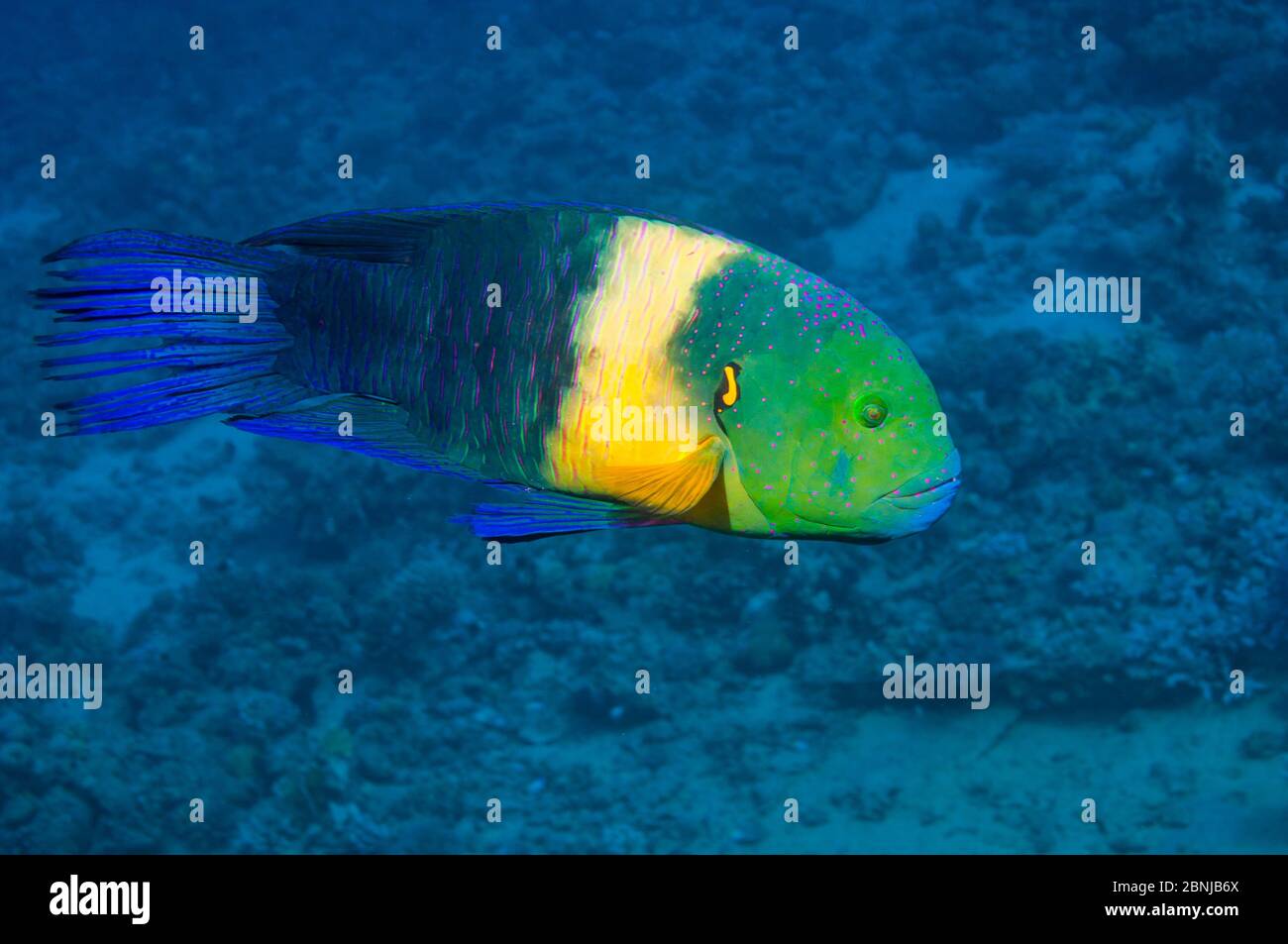 Broomtail wrasse (Cheilinus lunulatus) Egypt, Red Sea Stock Photo - Alamy
