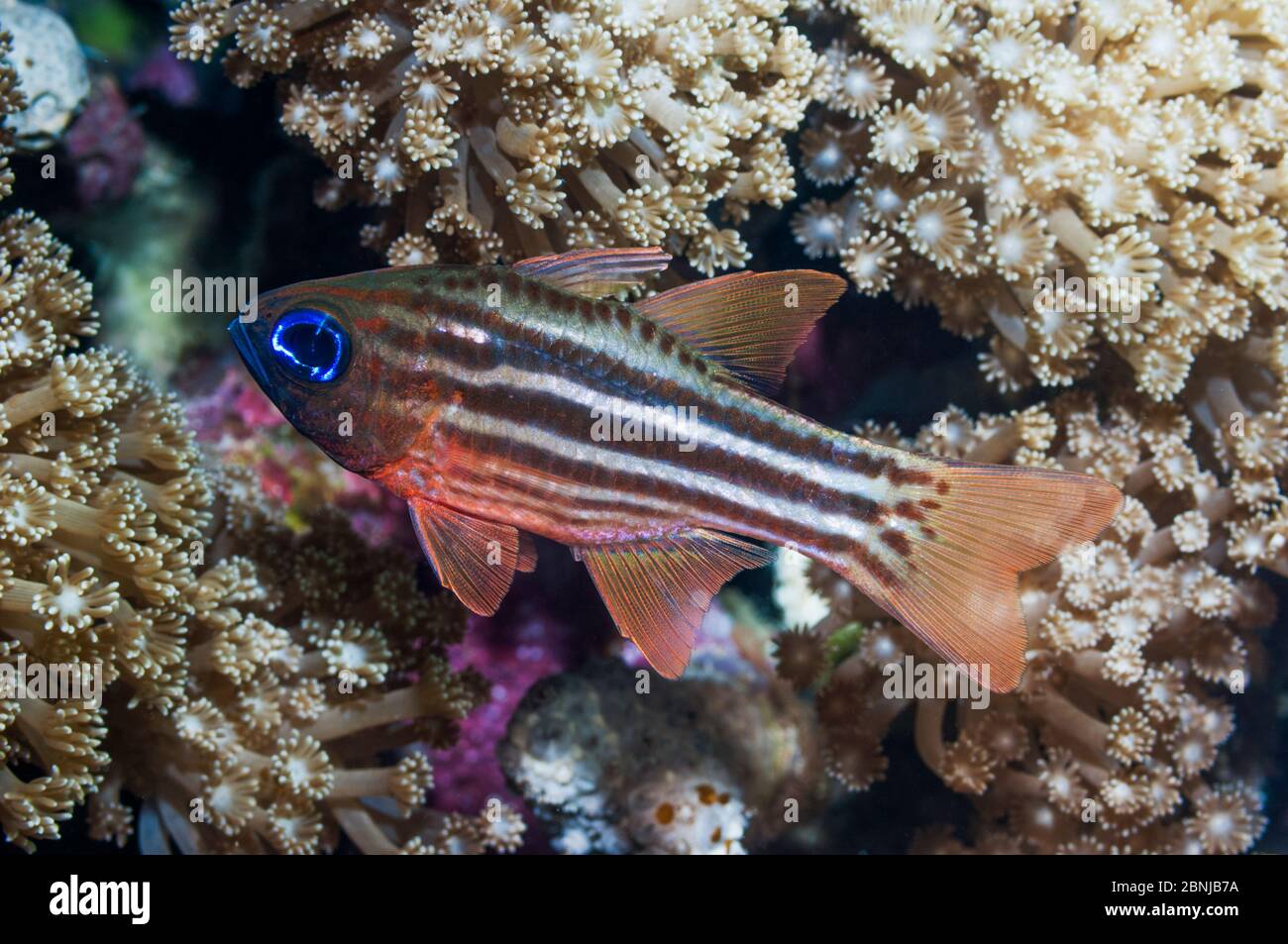 Blue-eyed cardinalfish (Apogon compressus) West Papua, Indonesia Stock ...