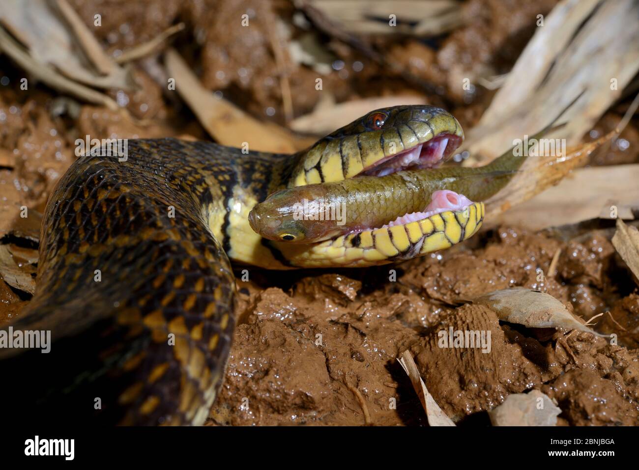 Water snake feeding on fish hi-res stock photography and images - Alamy