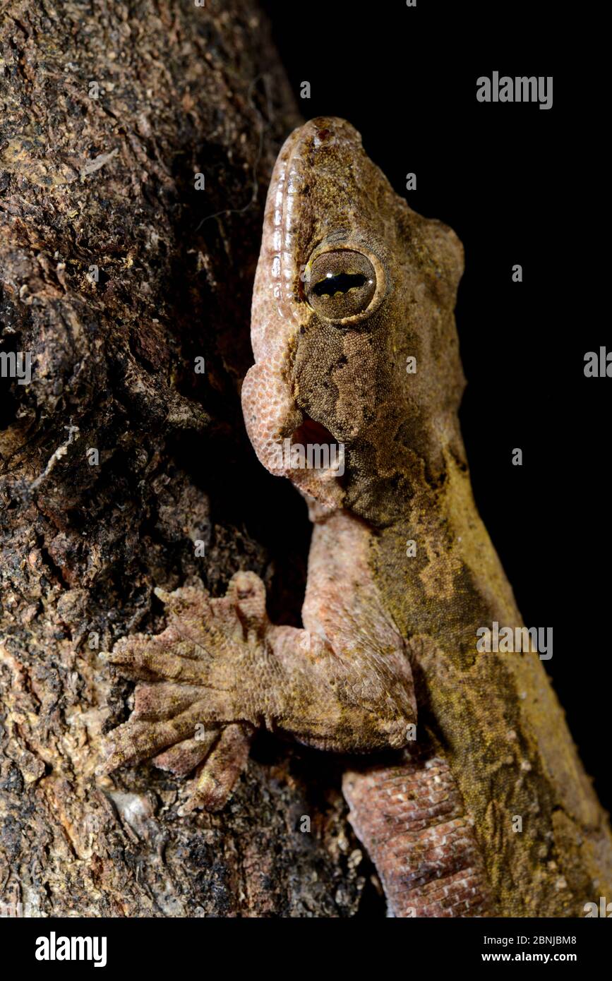 Flying geckos ptychozoon kuhli hi-res stock photography and images - Alamy