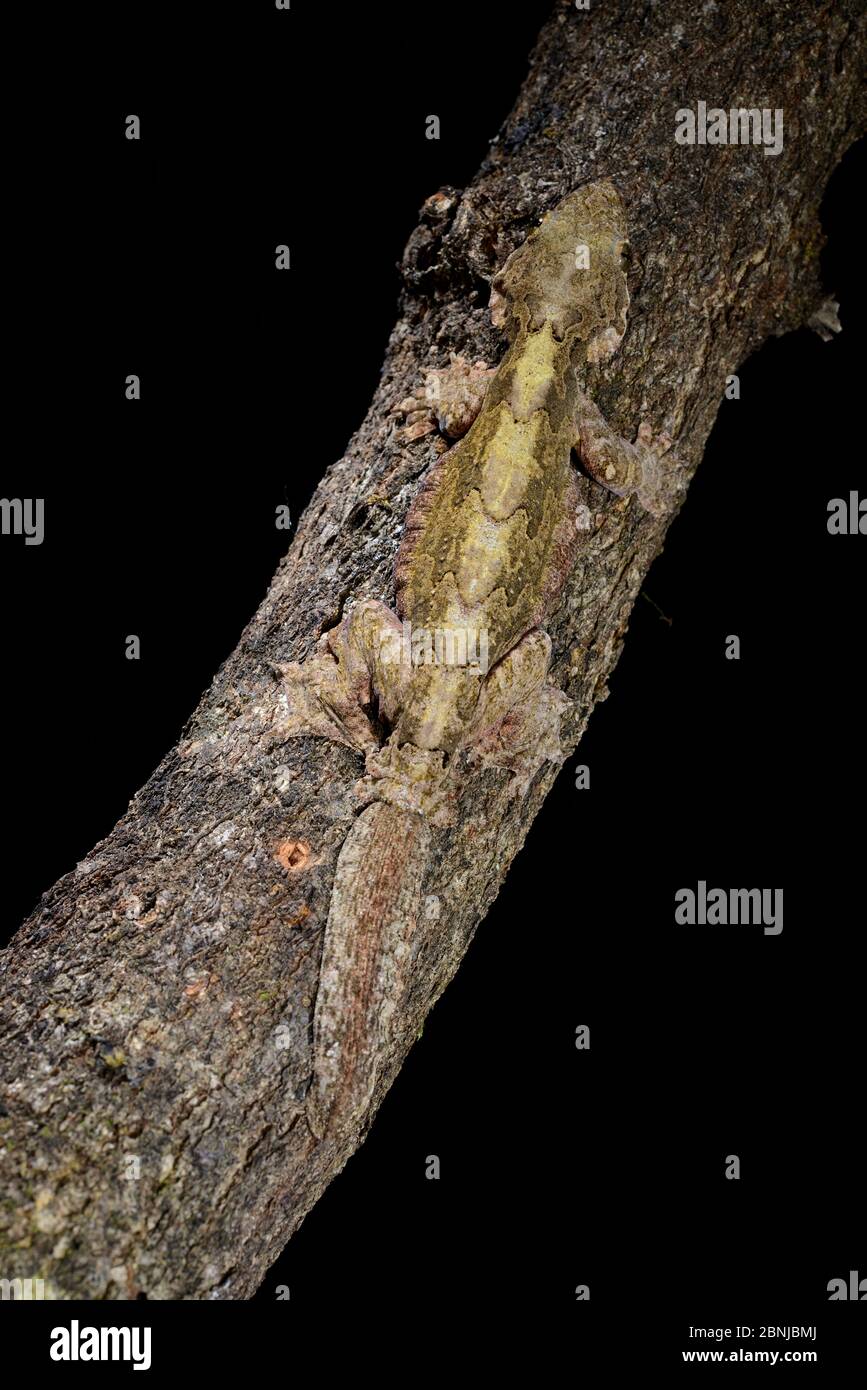 Geckos of south east asia hi-res stock photography and images - Alamy