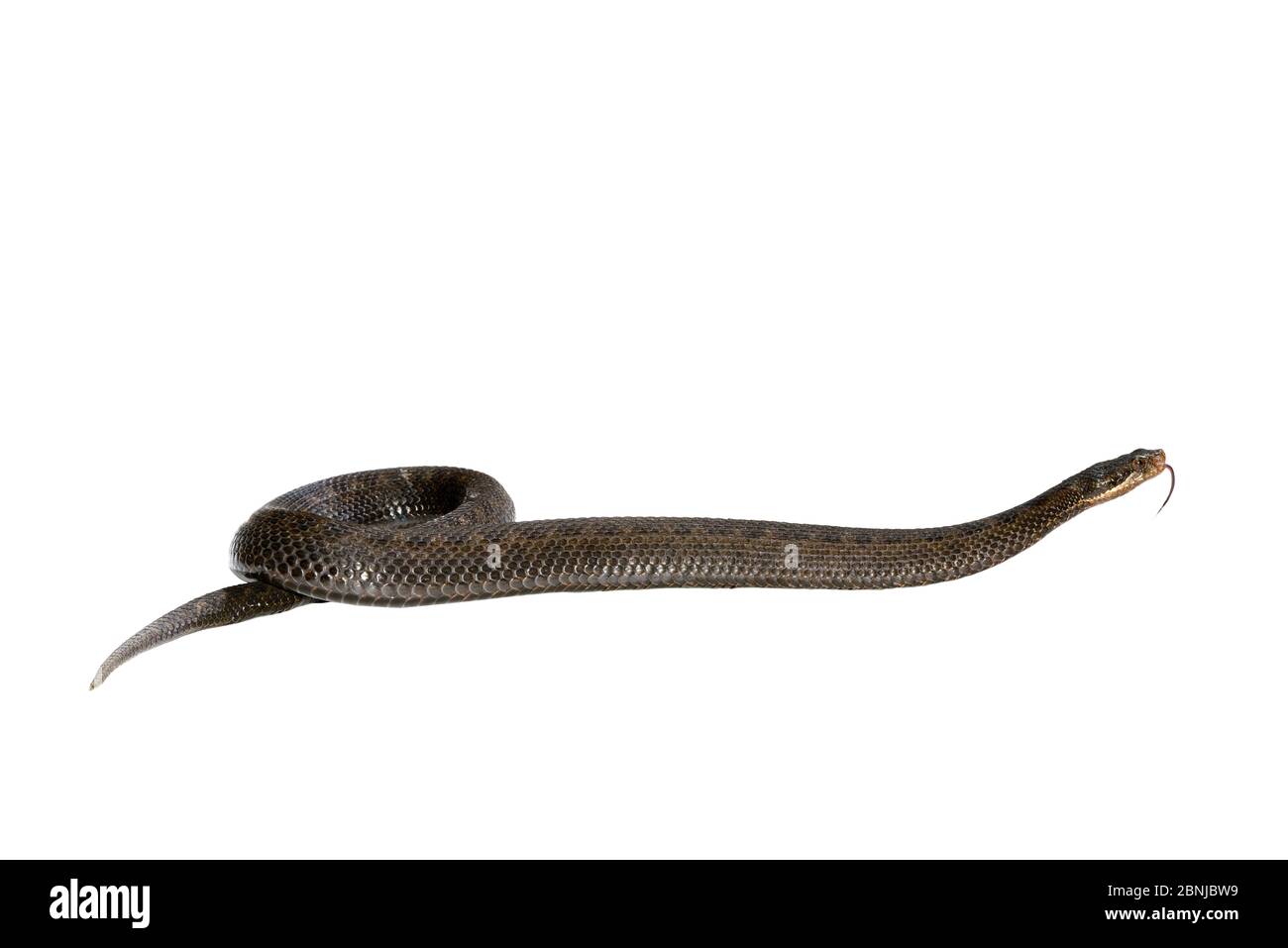 Venomous snakes endemic Cut Out Stock Images & Pictures - Alamy