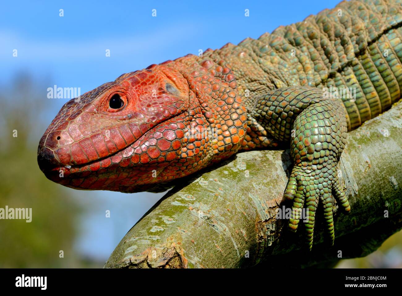 Northern caiman lizard dracaena guianensis hi-res stock photography and ...
