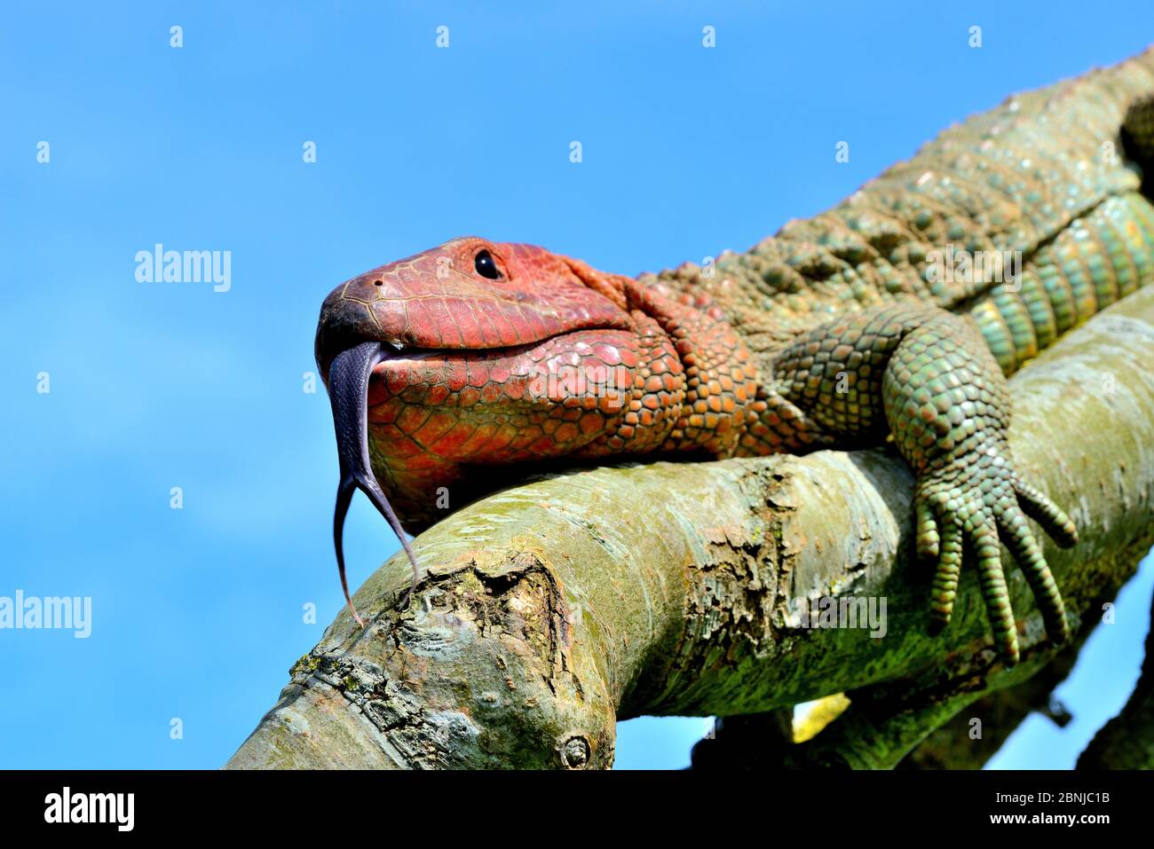 Northern caiman lizard dracaena guianensis hi-res stock photography and ...