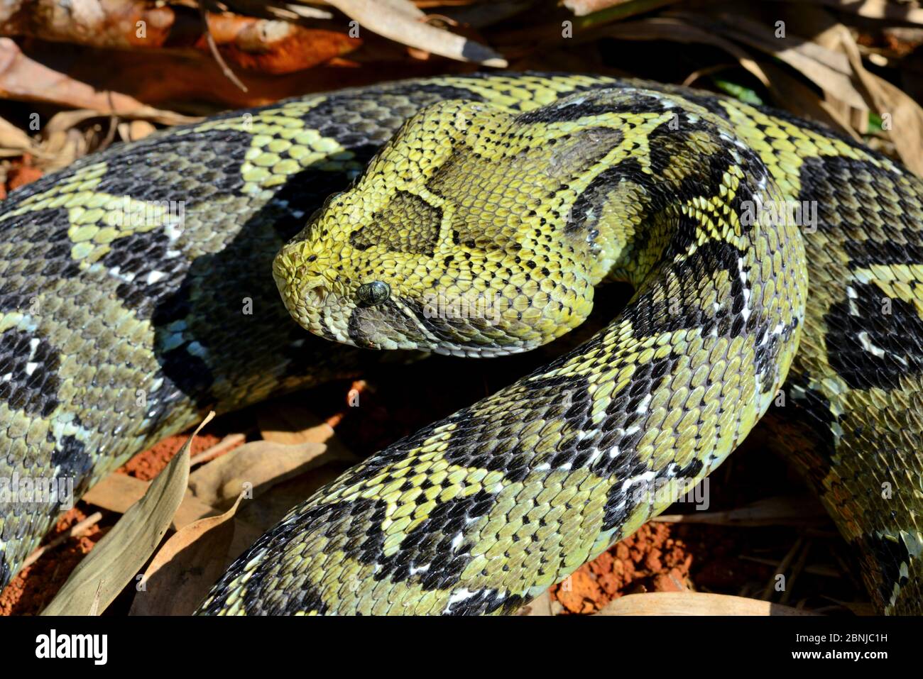 Ethiopian mountains viper (Bitis parviocula) captive Stock Photo - Alamy