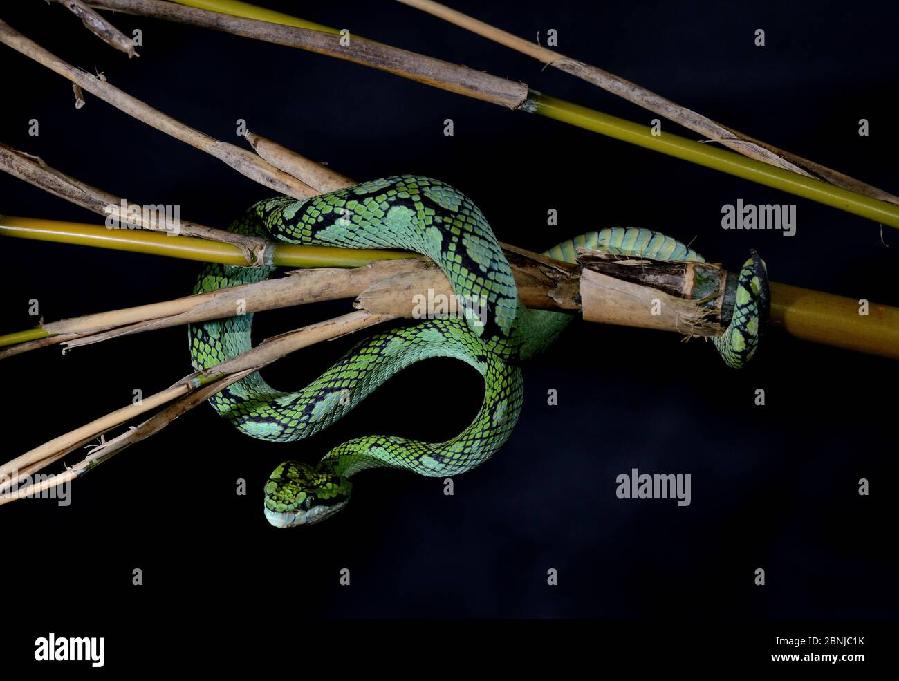 Lachesis trigonocephalus hi-res stock photography and images - Alamy