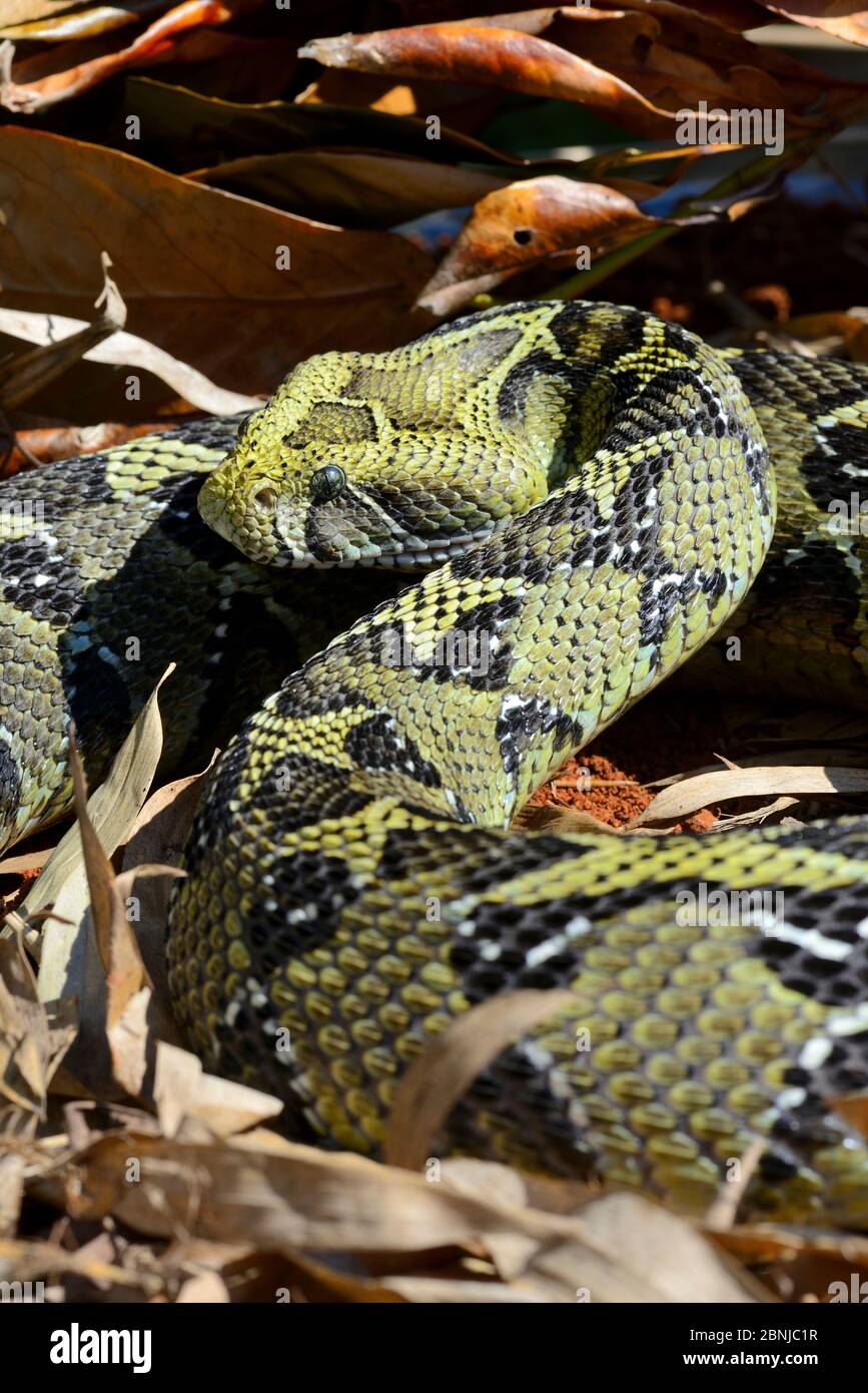 Ethiopian mountains viper (Bitis parviocula) captive Stock Photo - Alamy