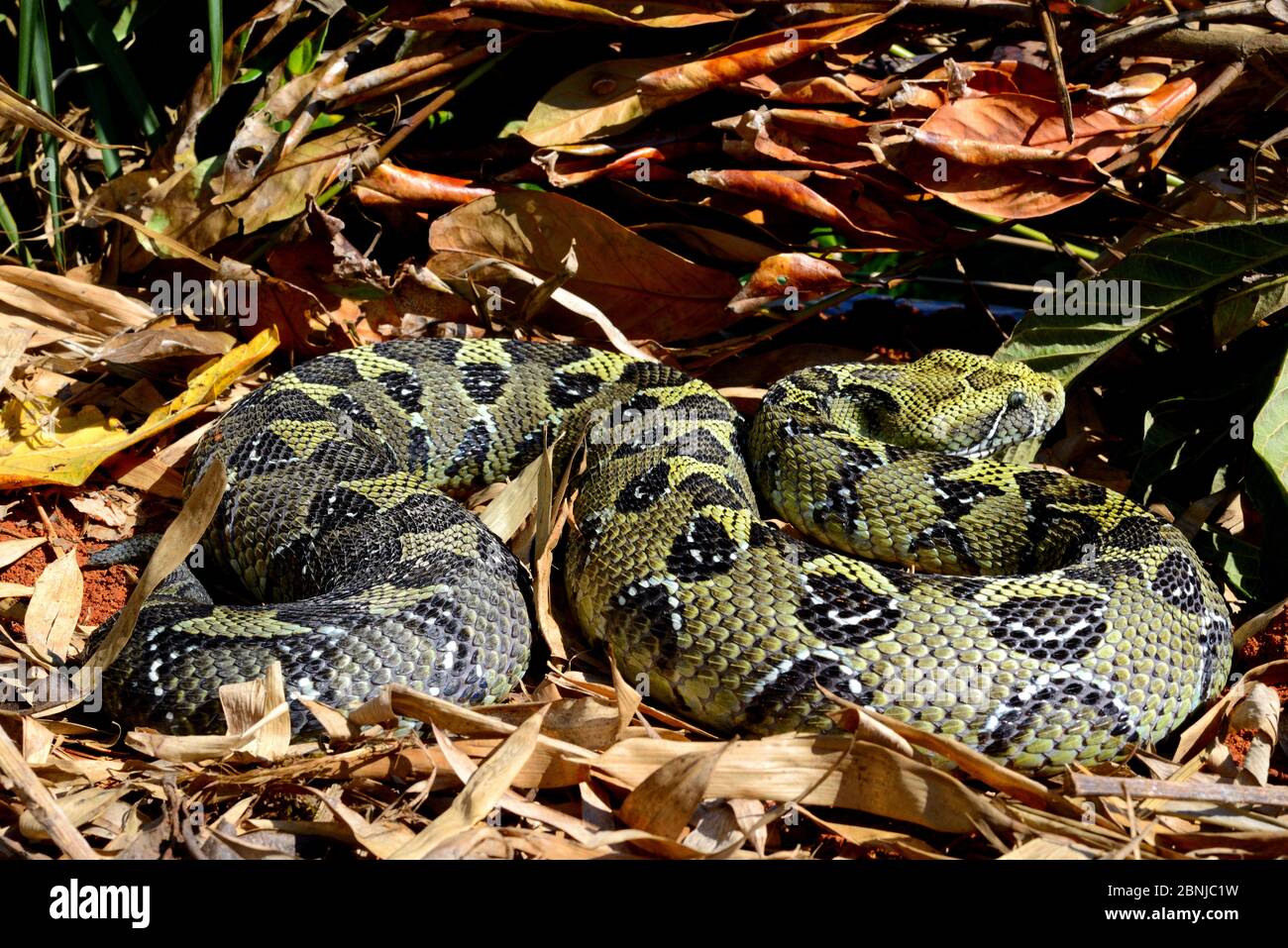 Ethiopian mountains viper (Bitis parviocula) captive Stock Photo - Alamy
