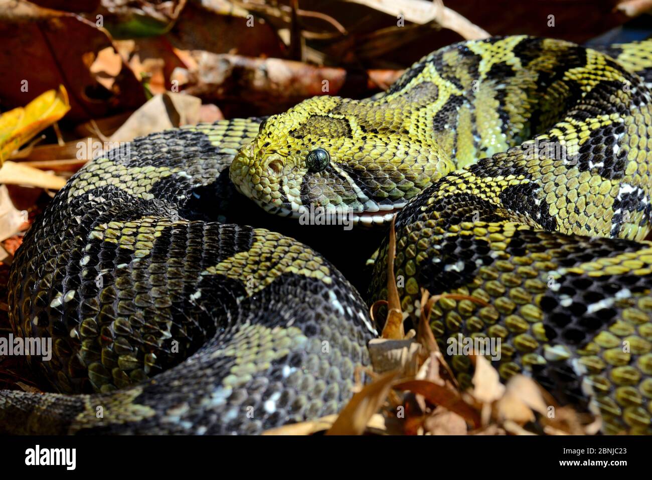 Ethiopian mountains viper (Bitis parviocula) captive Stock Photo - Alamy