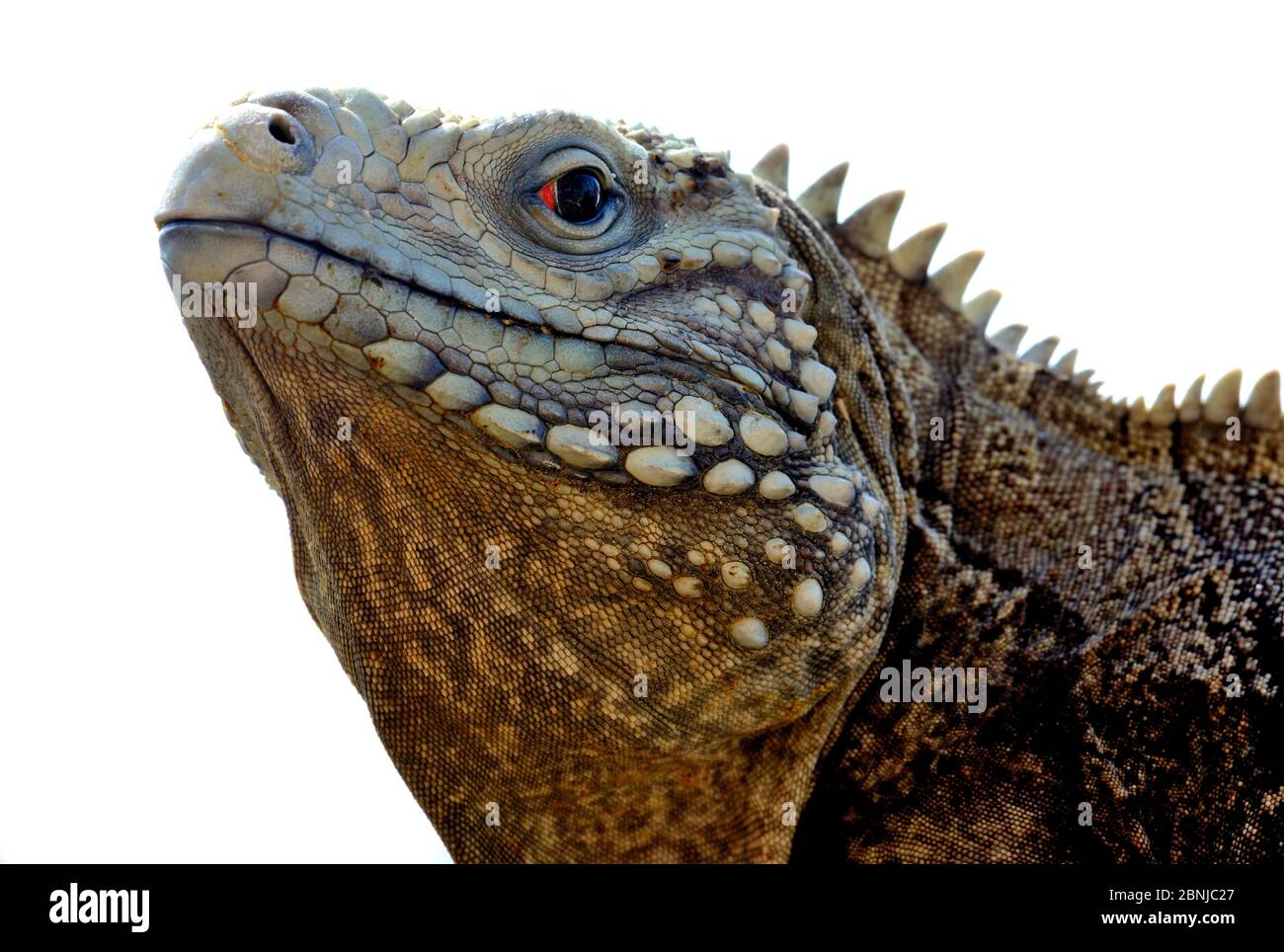 Blue iguana (Cyclura lewisi) captive, endangered species occurs in ...