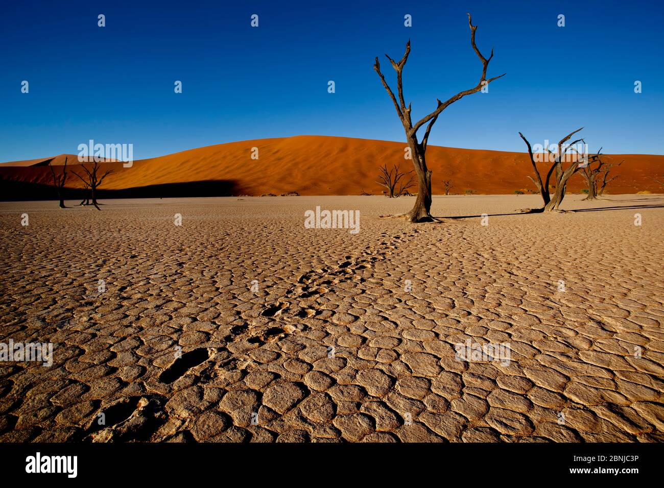 Trees of namibia hi-res stock photography and images - Alamy