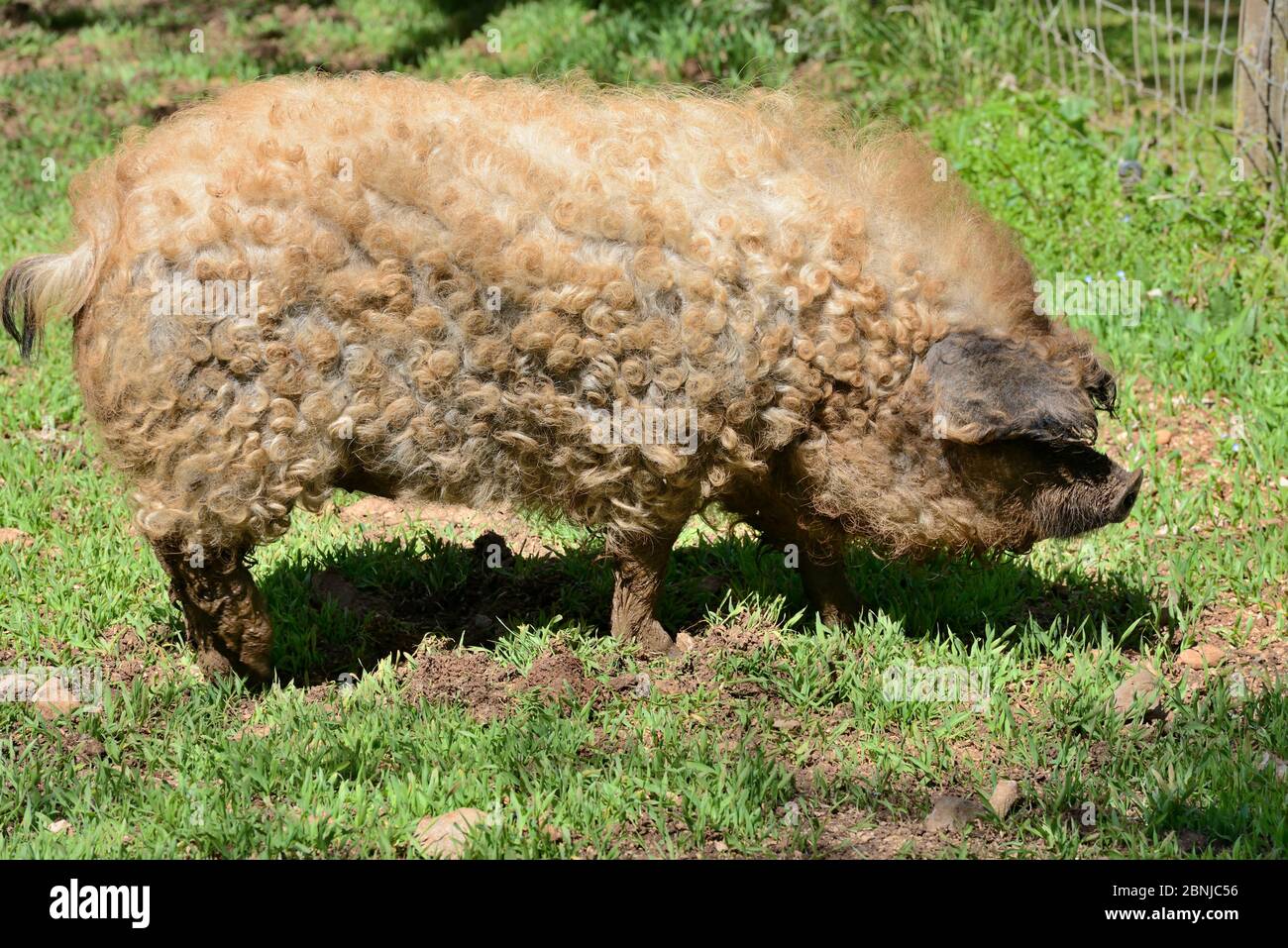 Mangalitza / sheep pig (Sus scrofa domesticus) breed from Hungary Stock ...
