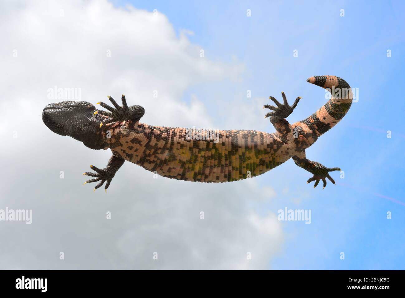 Gila monster (Heloderma suspectum) on glass viewed from below against ...