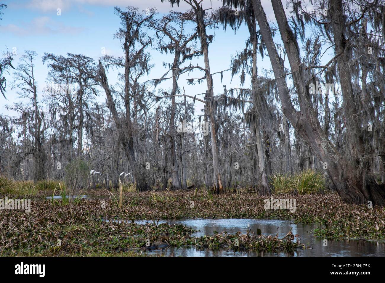 Manchac swamp new orleans hi-res stock photography and images - Alamy