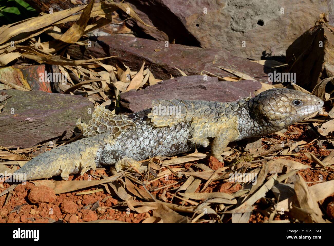 Trachydosaurus hi-res stock photography and images - Alamy