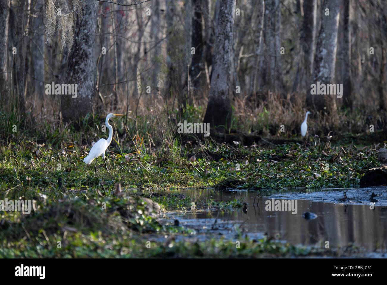 Great egret in the Manchac Swamp near New Orleans, Louisiana, United ...