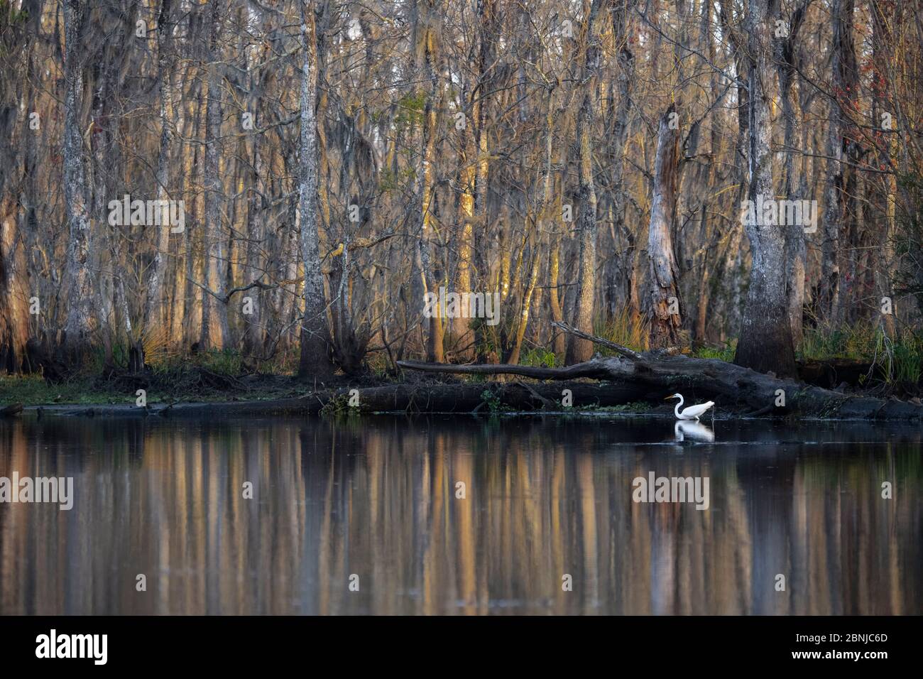 Great egret in the Manchac Swamp near New Orleans, Louisiana, United ...