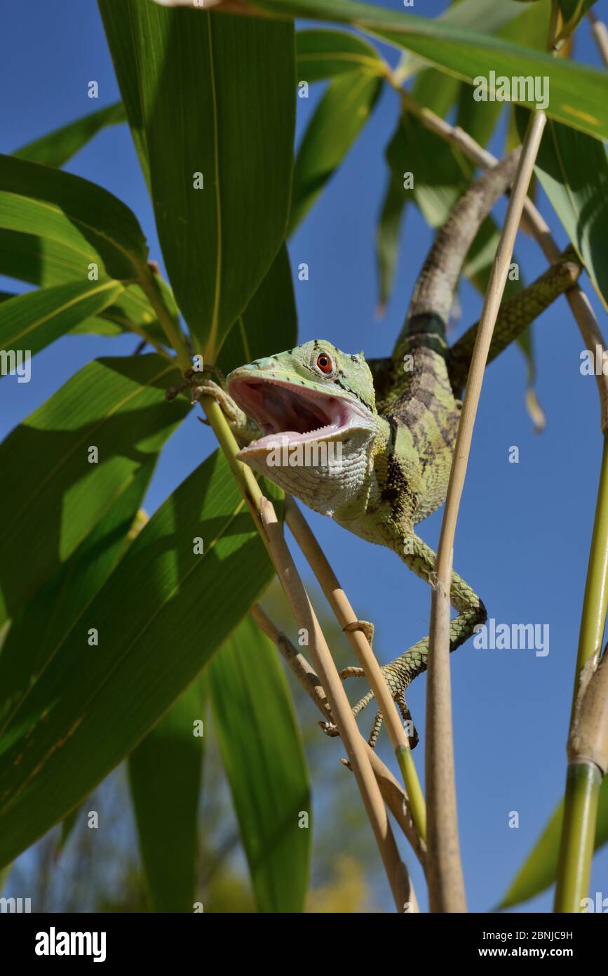 Serrated casquehead iguana (Laemanctus serratus) with open mouth ...