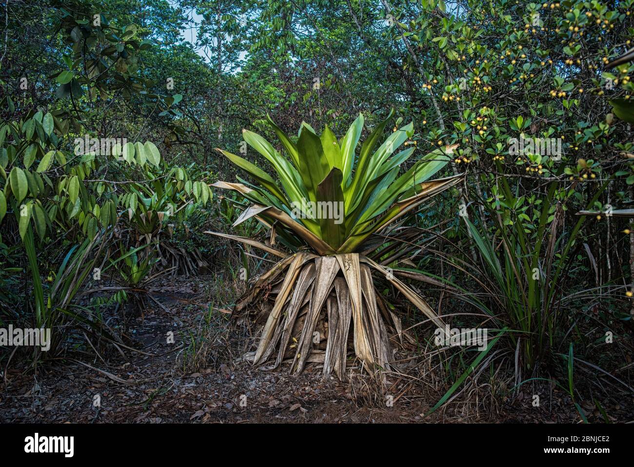 Giant tank bromeliad (Brocchinia micrantha) Kaieteur Falls, Guyana ...