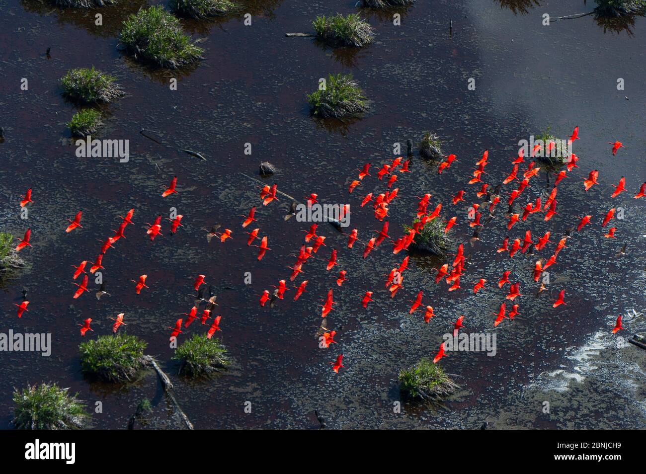 Scarlet Ibis (Eudocimus ruber) flock at Shell beach, North Guyana ...