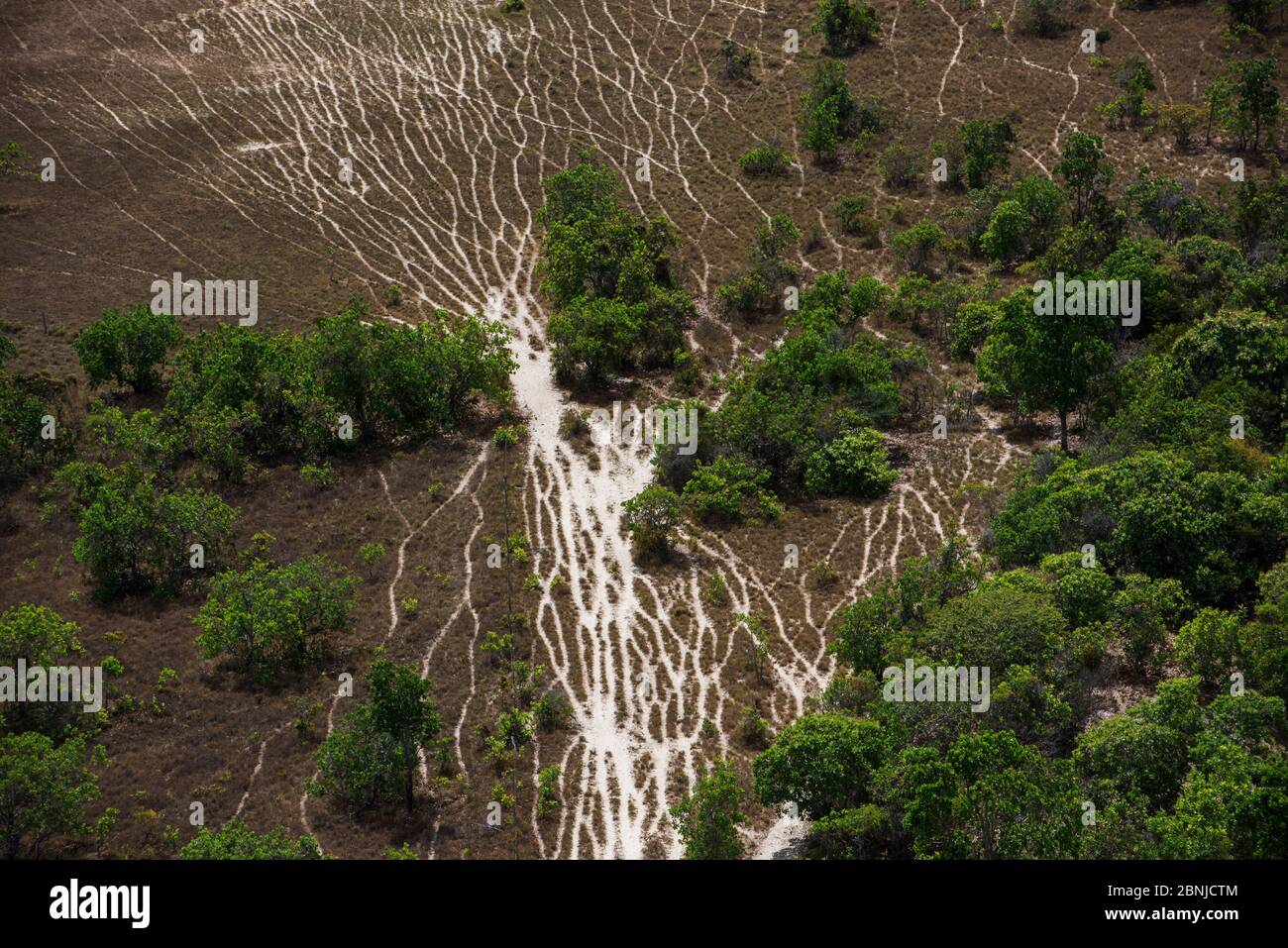 Aerial view of Cattle trails on Rupununi savanna, Guyana,South America ...