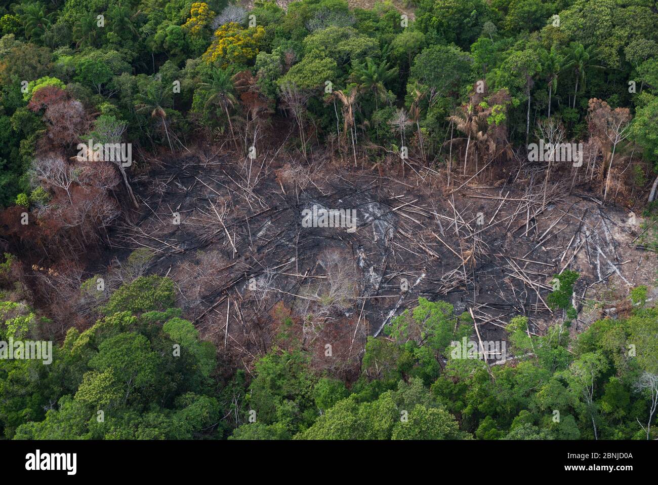Slash and burn agriculture hi-res stock photography and images - Alamy