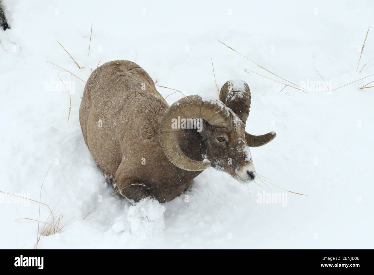 Male big horn sheep in snow, Lamar Valley, Montana, United States of ...