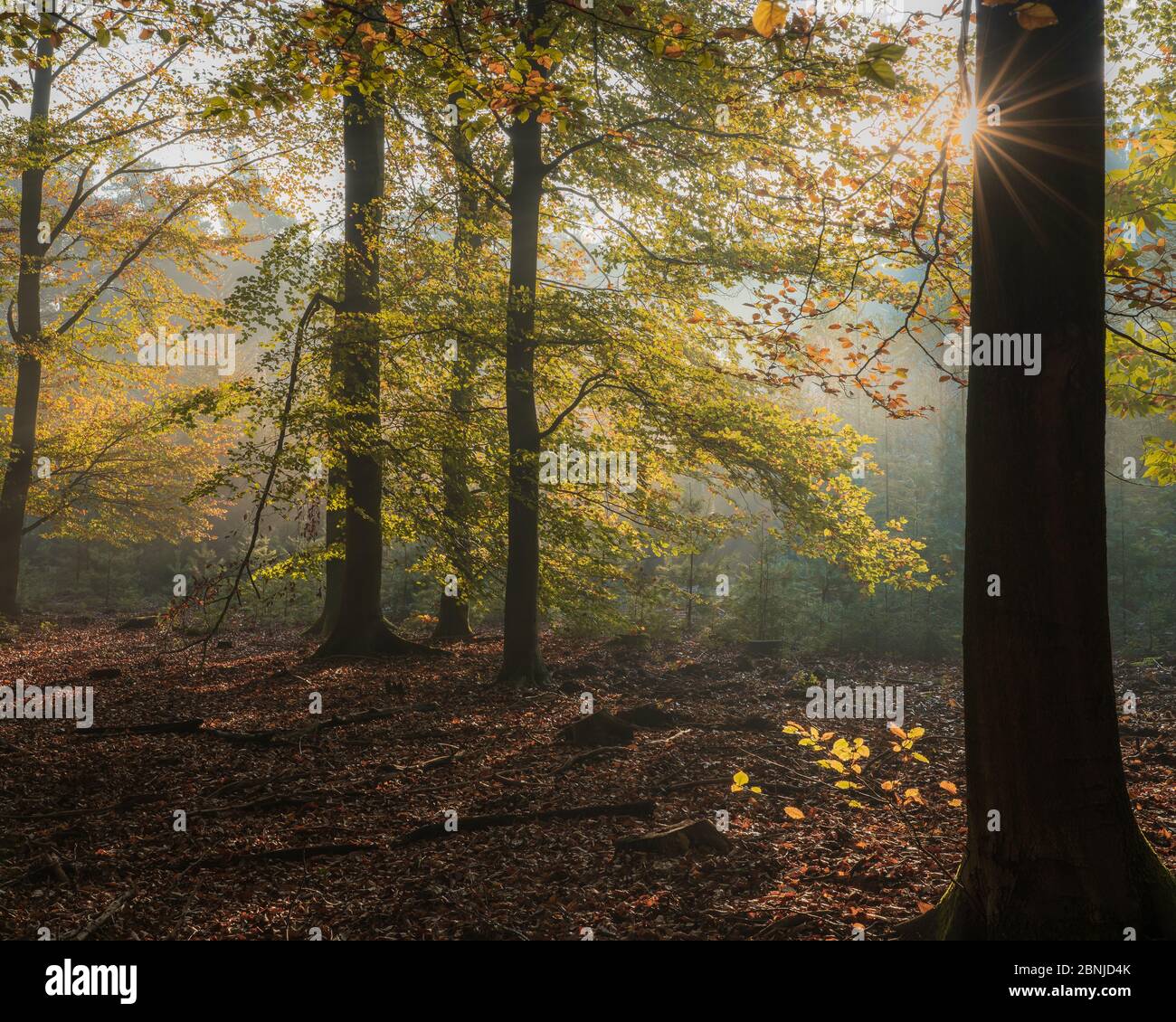 Early morning in the forest hi-res stock photography and images - Alamy