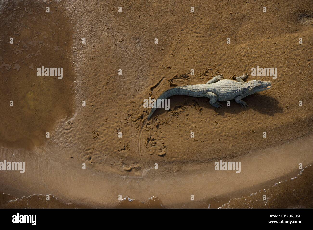 Spectacled caiman (Caiman crocodylus) seen from the air in Essequibo ...