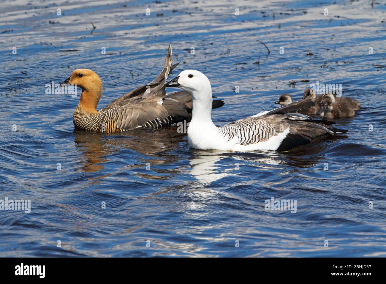 Upland goose pair falkland islands hi-res stock photography and images ...