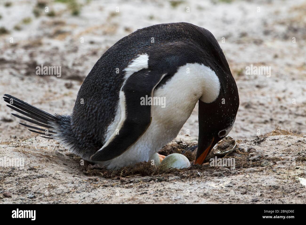 Adult turning egg in nest hi-res stock photography and images - Alamy