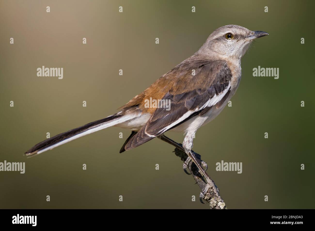 White-banded mockingbird (Mimus triurus) La Pampa, Argentina Stock ...