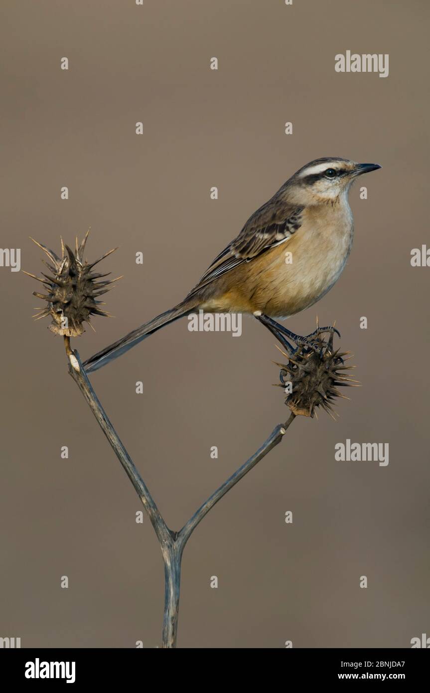 Chalk-browed mockingbird (Mimus saturninus) Calden Forest, La Pampa ...