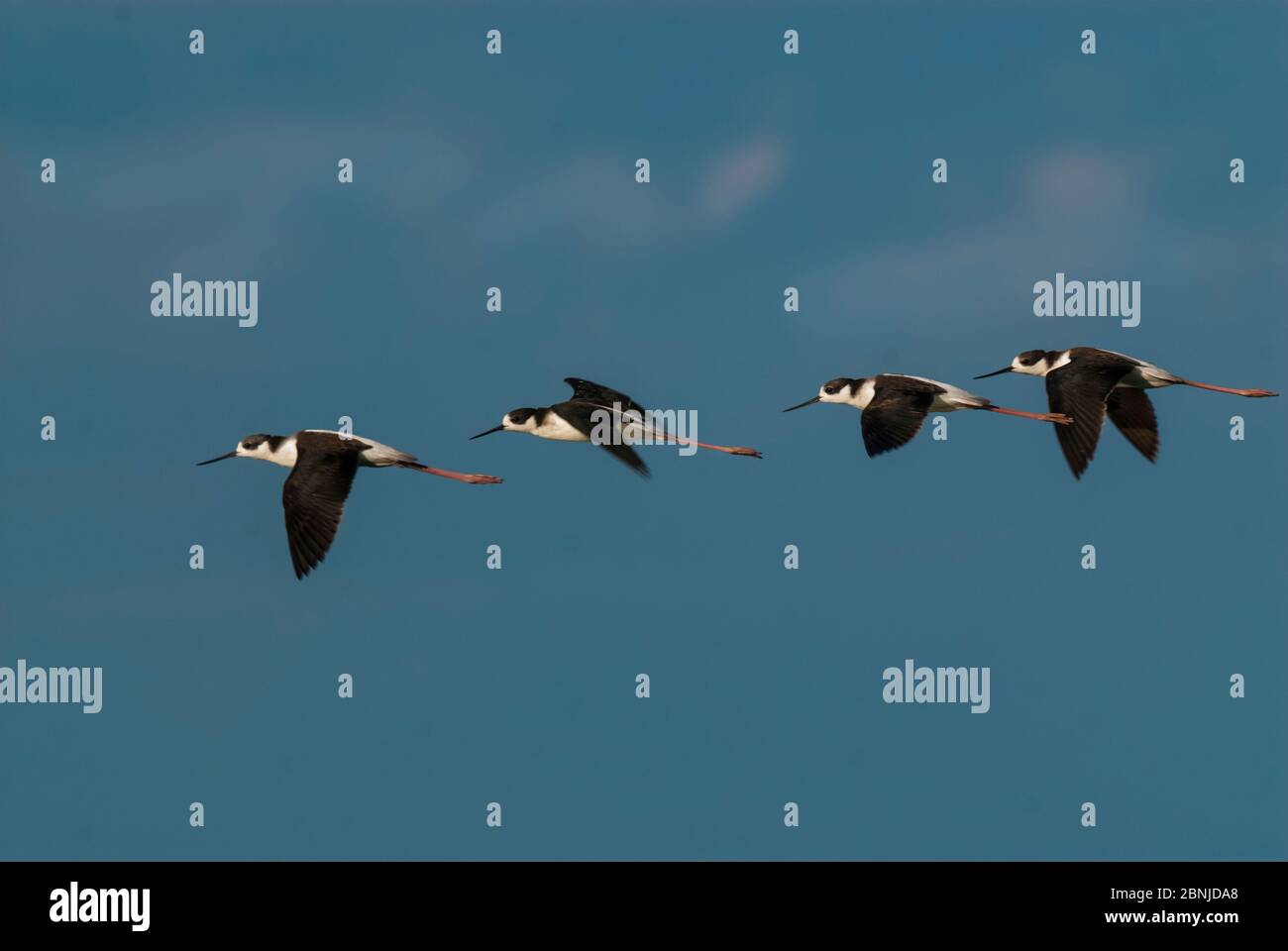 Black-necked stilt (Himantopus melanurus) flock of four in flight, La ...