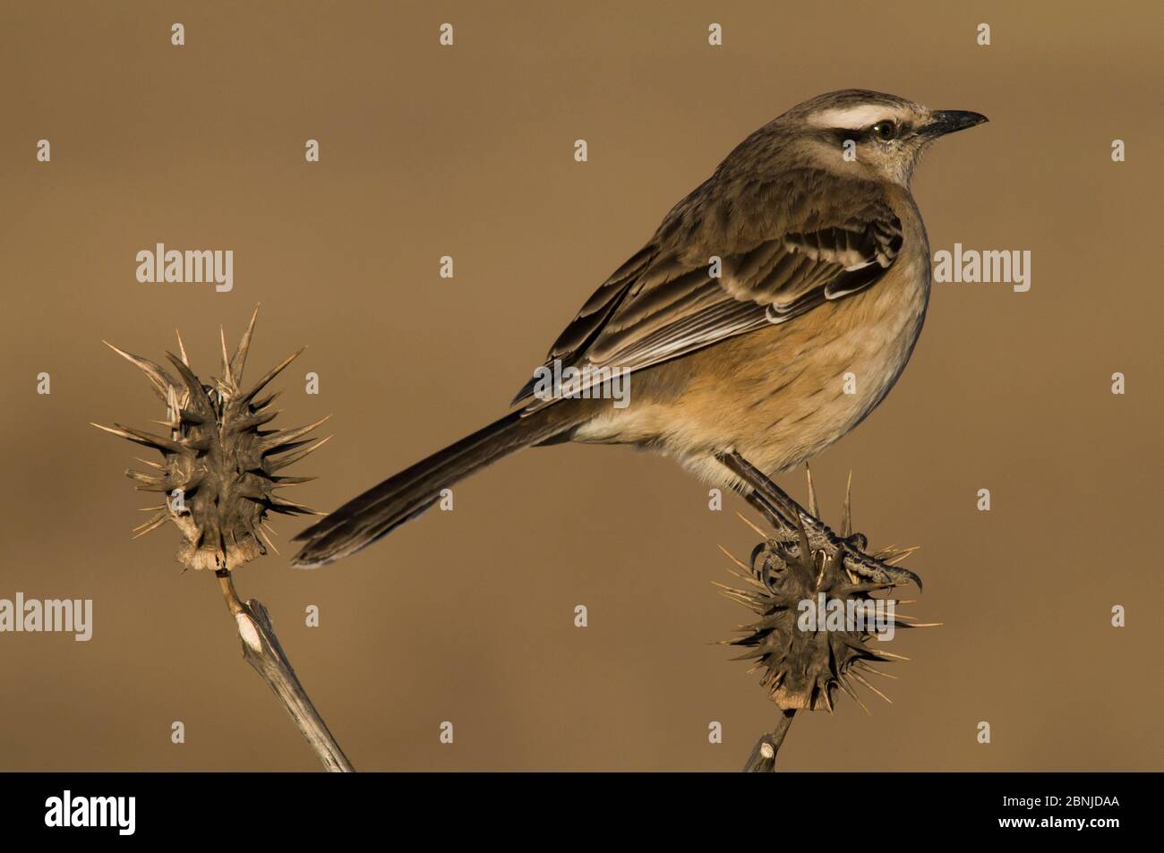 Chalk-browed mockingbird (Mimus saturninus) Calden Forest, La Pampa ...