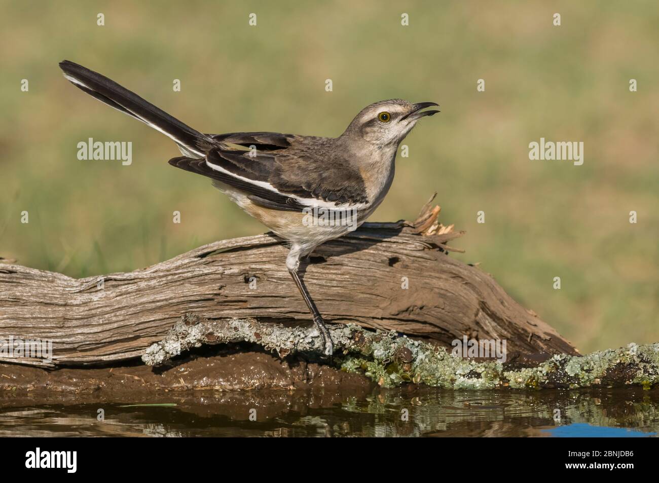 White-banded mockingbird (Mimus triurus) having a drink, La Pampa ...