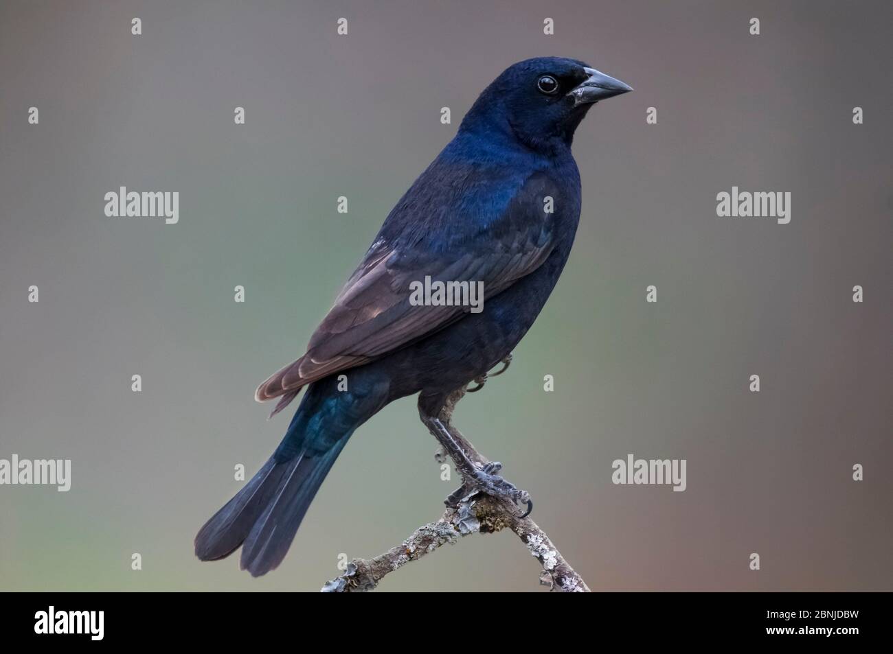 Shiny cowbird (Molothrus bonariensis) Calden Forest, La Pampa ...