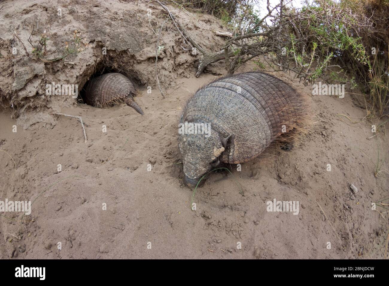 Armadillo burrow hi-res stock photography and images - Alamy