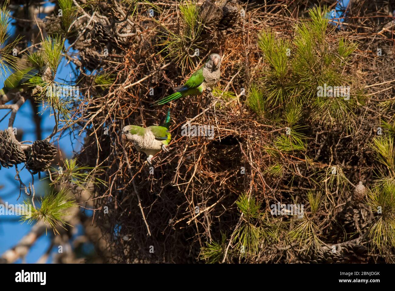 Monk parakeets (Myiopsitta monachus) at nest in tree, Calden Forest, La ...