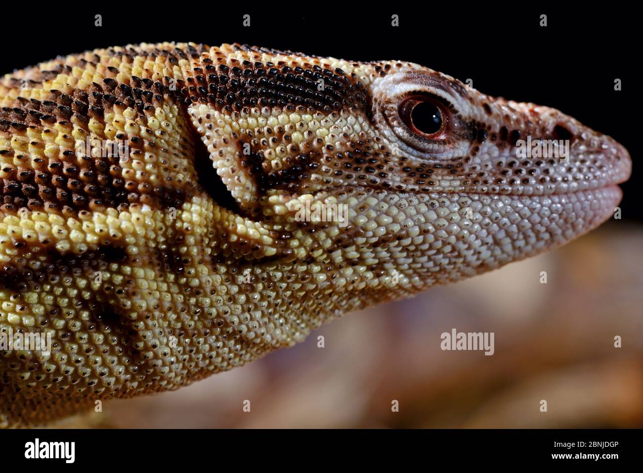 Spiny-tailed monitor (Varanus acanthurus) captive, endemic to North ...