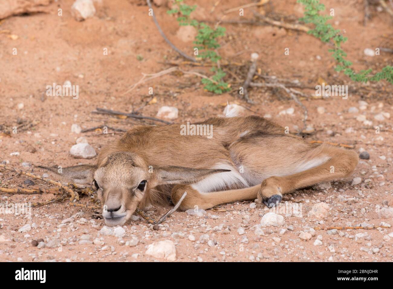 Springbok (Antidorcas marsupialis) baby resting on ground using ...