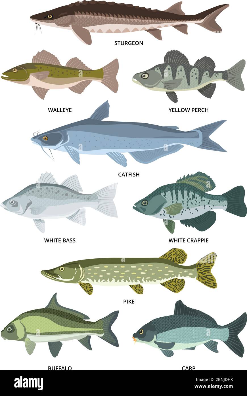Crappie Stock Vector Images - Alamy