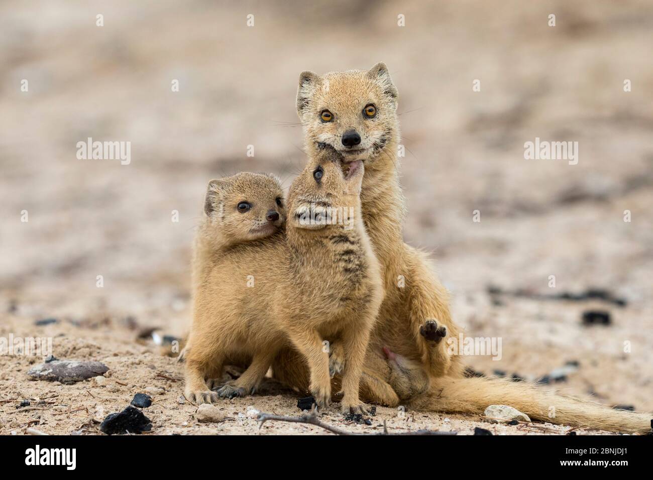 Yellow mongoose (Cynictis penicillata) with two young pups, Kgalagadi ...