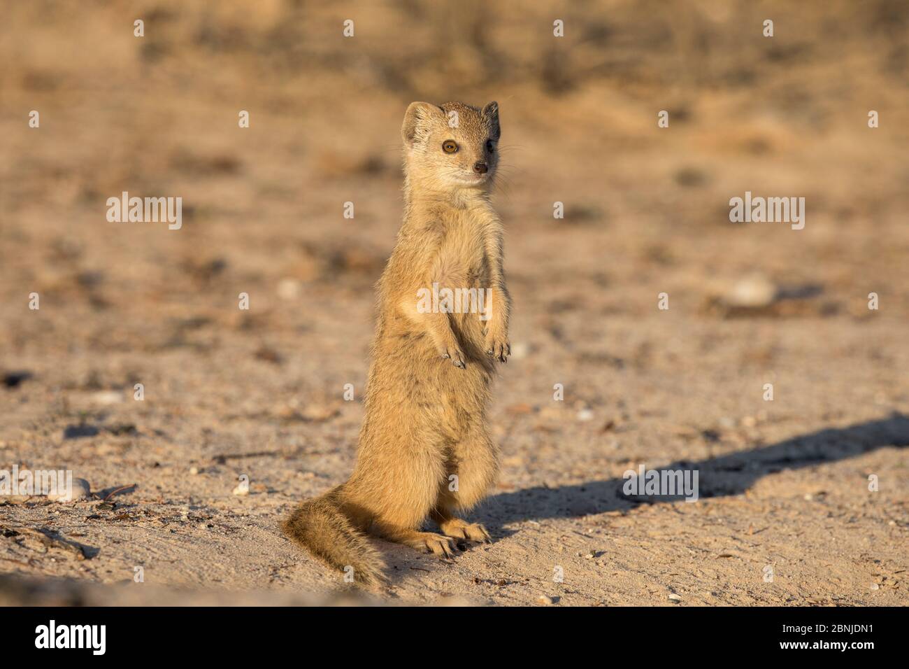 Yellow mongoose (Cynictis penicillata) young pup standing, Kgalagadi ...