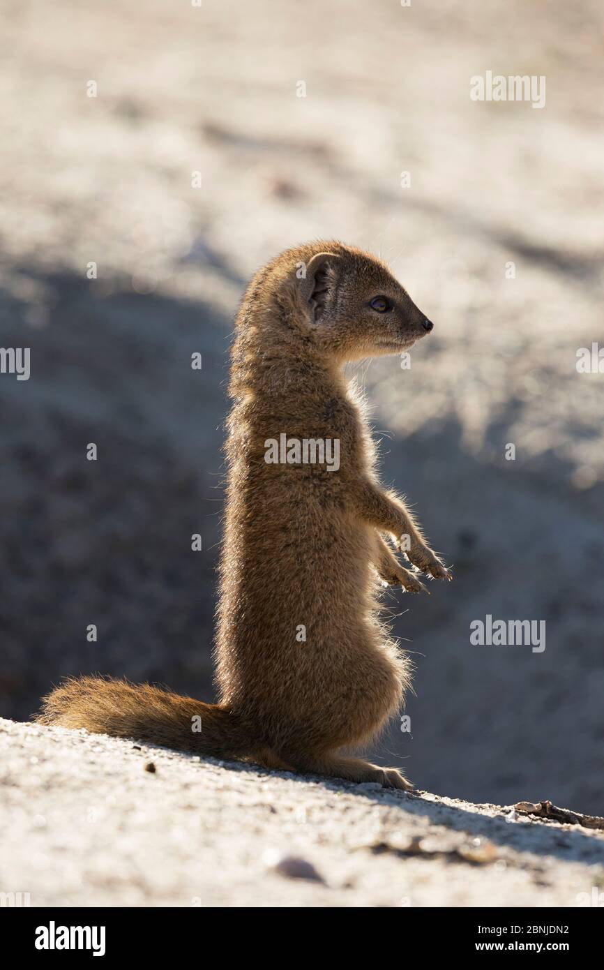 Yellow mongoose (Cynictis penicillata) young sitting outside burrow ...