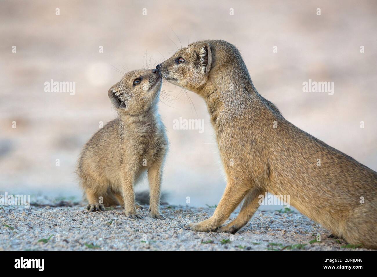 Yellow mongoose (Cynictis penicillata) affectionate moment with young ...