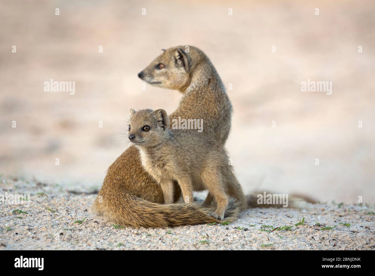 Yellow mongoose (Cynictis penicillata) with young pup, Kgalagadi ...