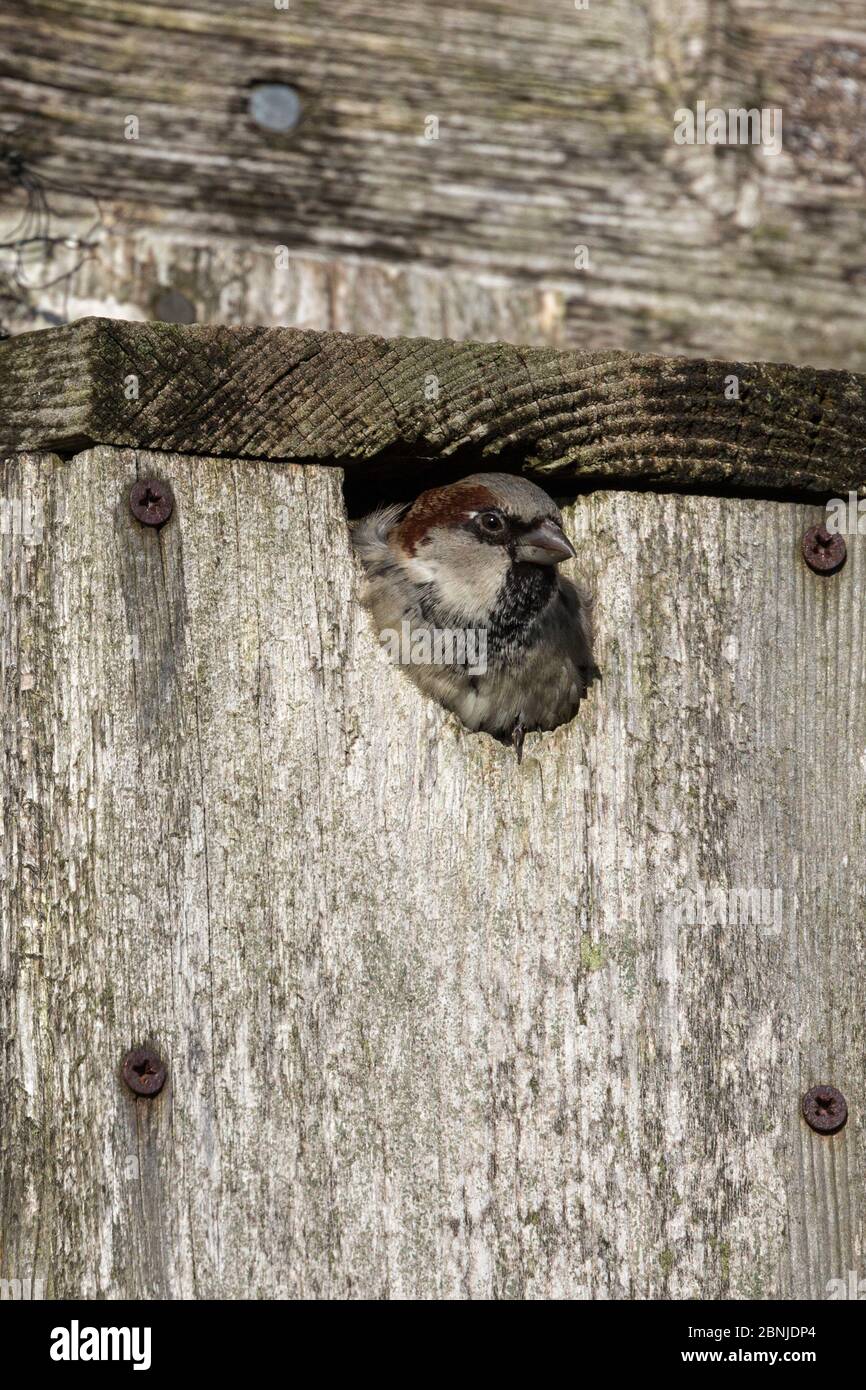 House sparrow nest box hi-res stock photography and images - Alamy