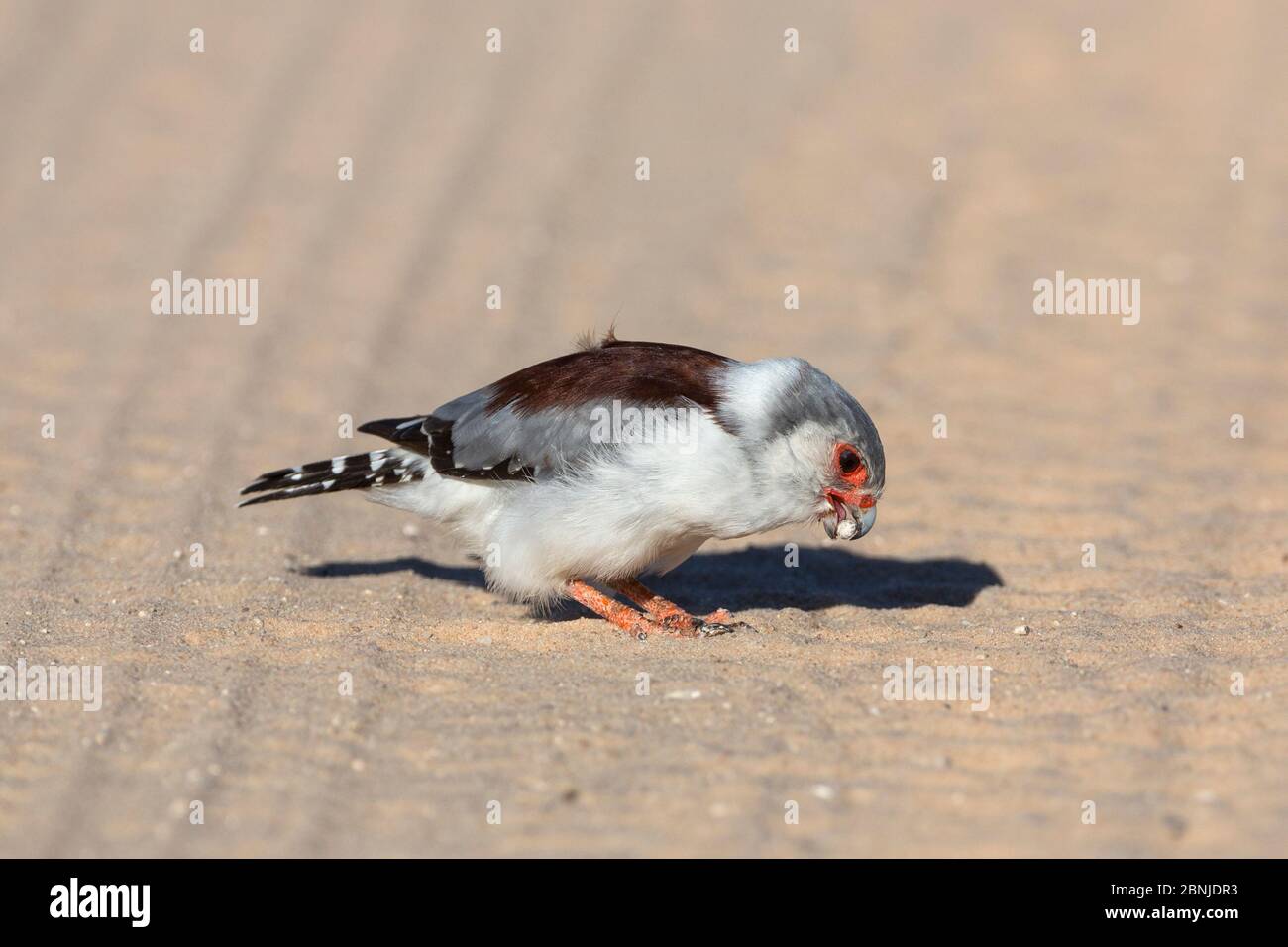 South African Pygmy Falcon High Resolution Stock Photography and Images ...