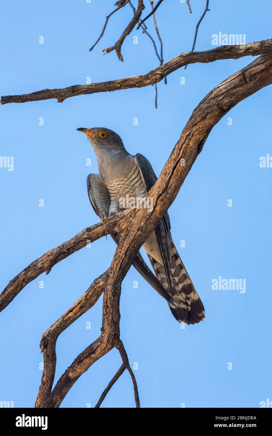 African cuckoo (Cuculus gularis) Kgalagadi Transfrontier Park, South ...